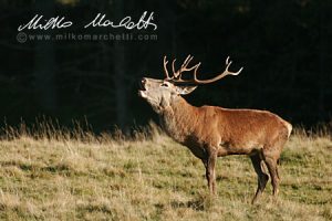 Cervo (Cervus elaphus) | EnalCaccia Nazionale